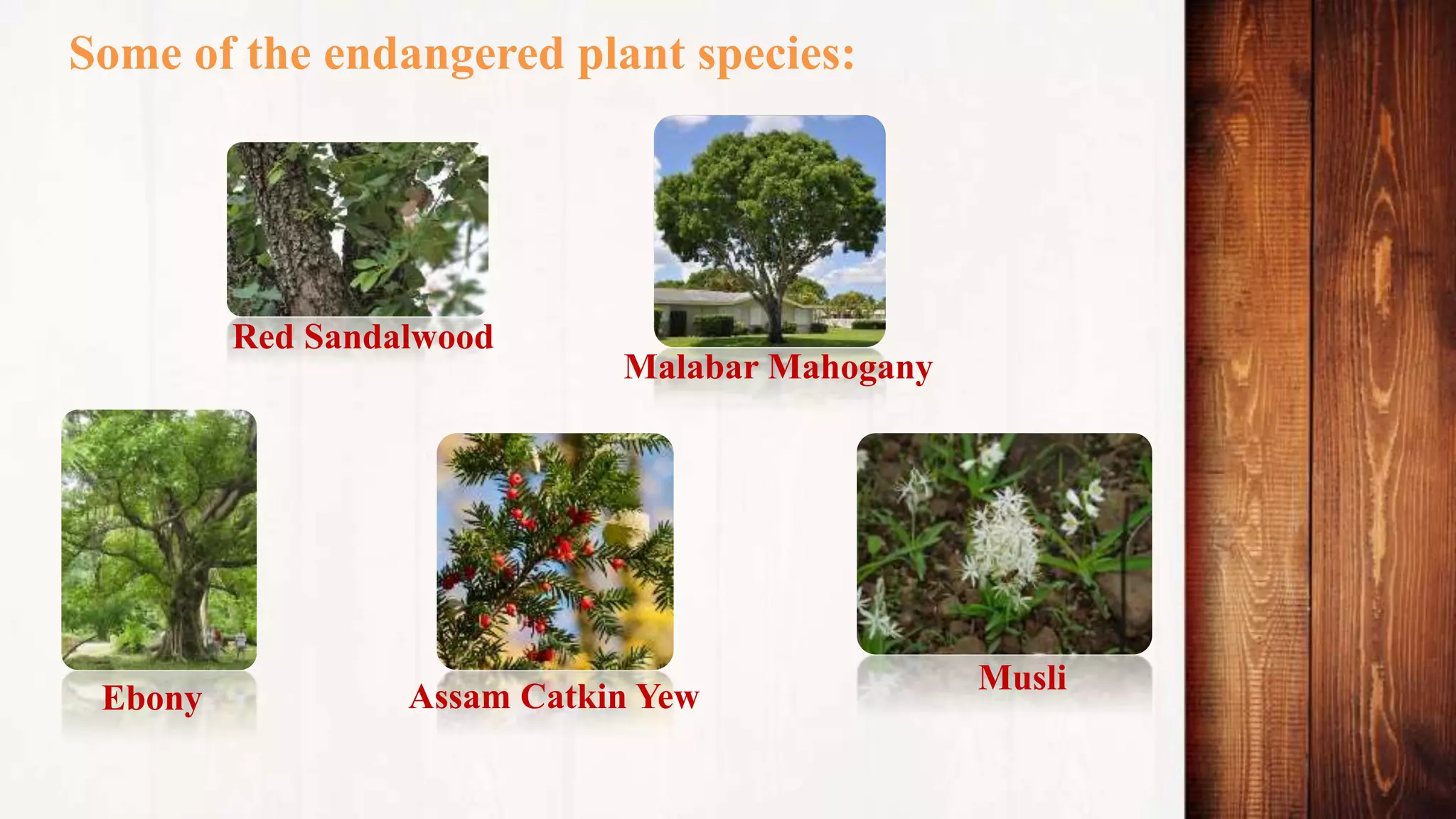 pterocarpus santalinus (RED SANDERS) THE ENDANGERED TREE | PPTX