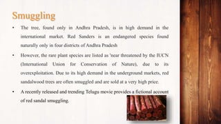 pterocarpus santalinus (RED SANDERS) THE ENDANGERED TREE | PPTX