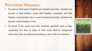 pterocarpus santalinus (RED SANDERS) THE ENDANGERED TREE | PPTX