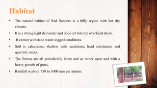 pterocarpus santalinus (RED SANDERS) THE ENDANGERED TREE | PPTX