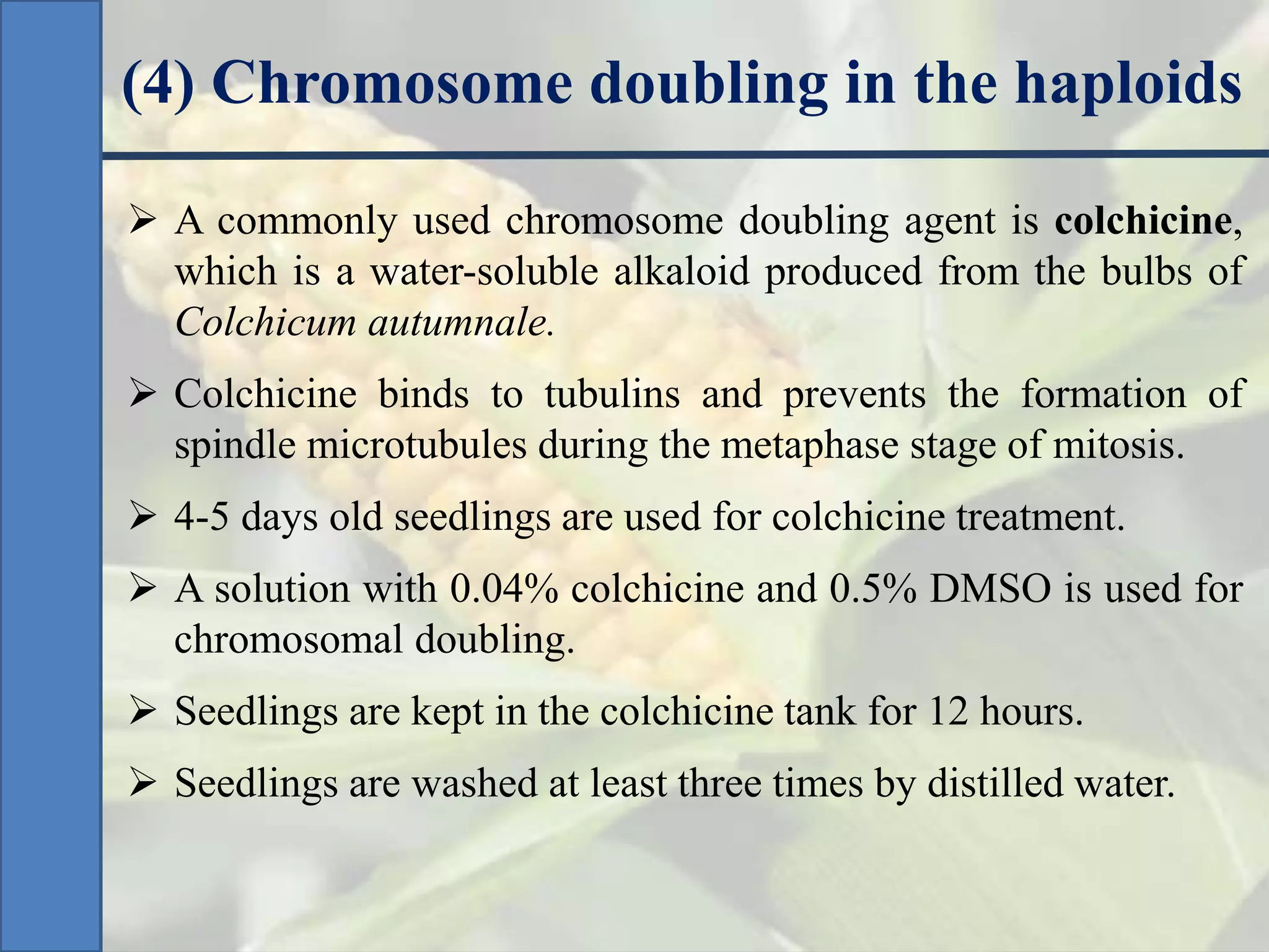 Doubled Haploid Technology for Line Development in Maize | PPTX