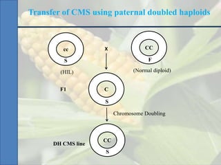 Doubled Haploid Technology for Line Development in Maize | PPTX