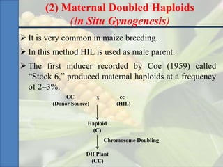 Doubled Haploid Technology for Line Development in Maize | PPTX