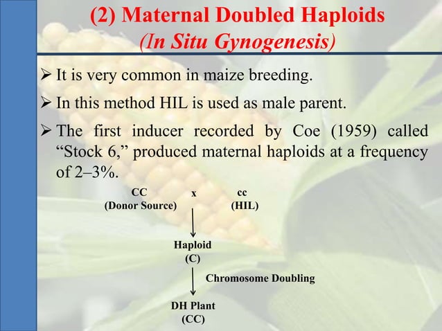 Doubled Haploid Technology for Line Development in Maize | PPTX ...