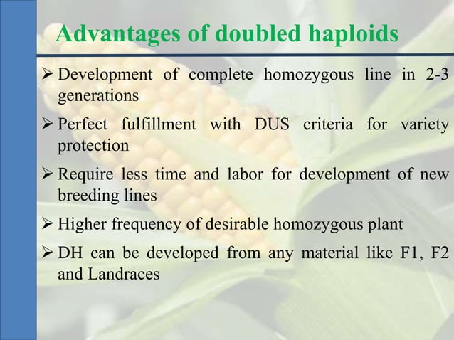 Doubled Haploid Technology for Line Development in Maize | PPTX ...