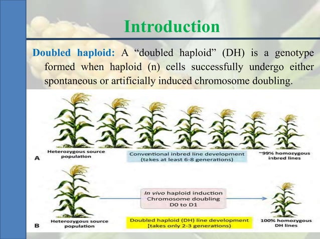 Doubled Haploid Technology for Line Development in Maize | PPTX ...