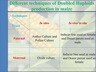 Doubled Haploid Technology for Line Development in Maize | PPTX