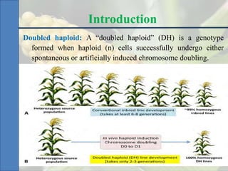 Doubled Haploid Technology for Line Development in Maize | PPT