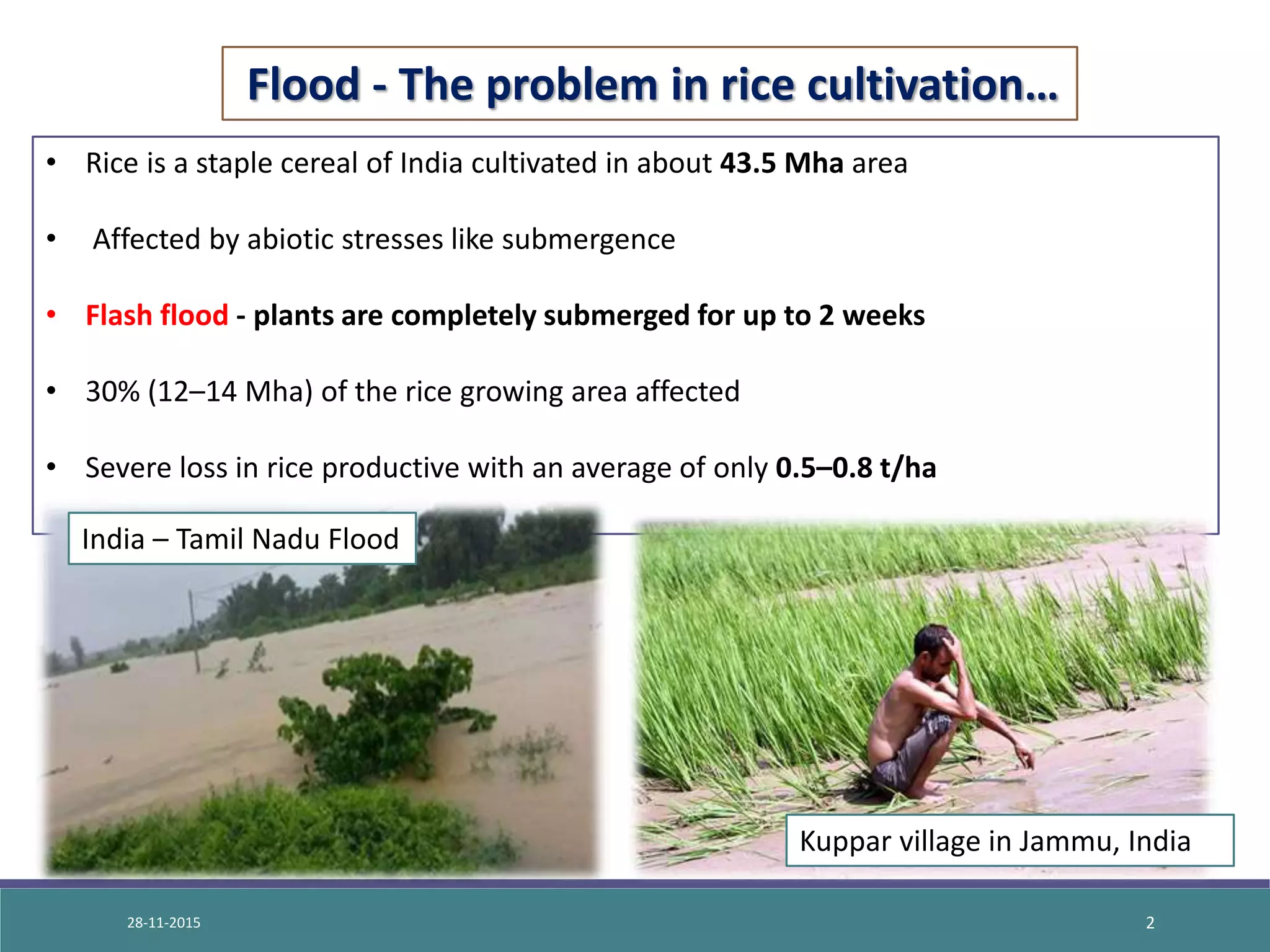 Genetics of Submergence Tolerance in Rice | PPTX | Genetics | Science