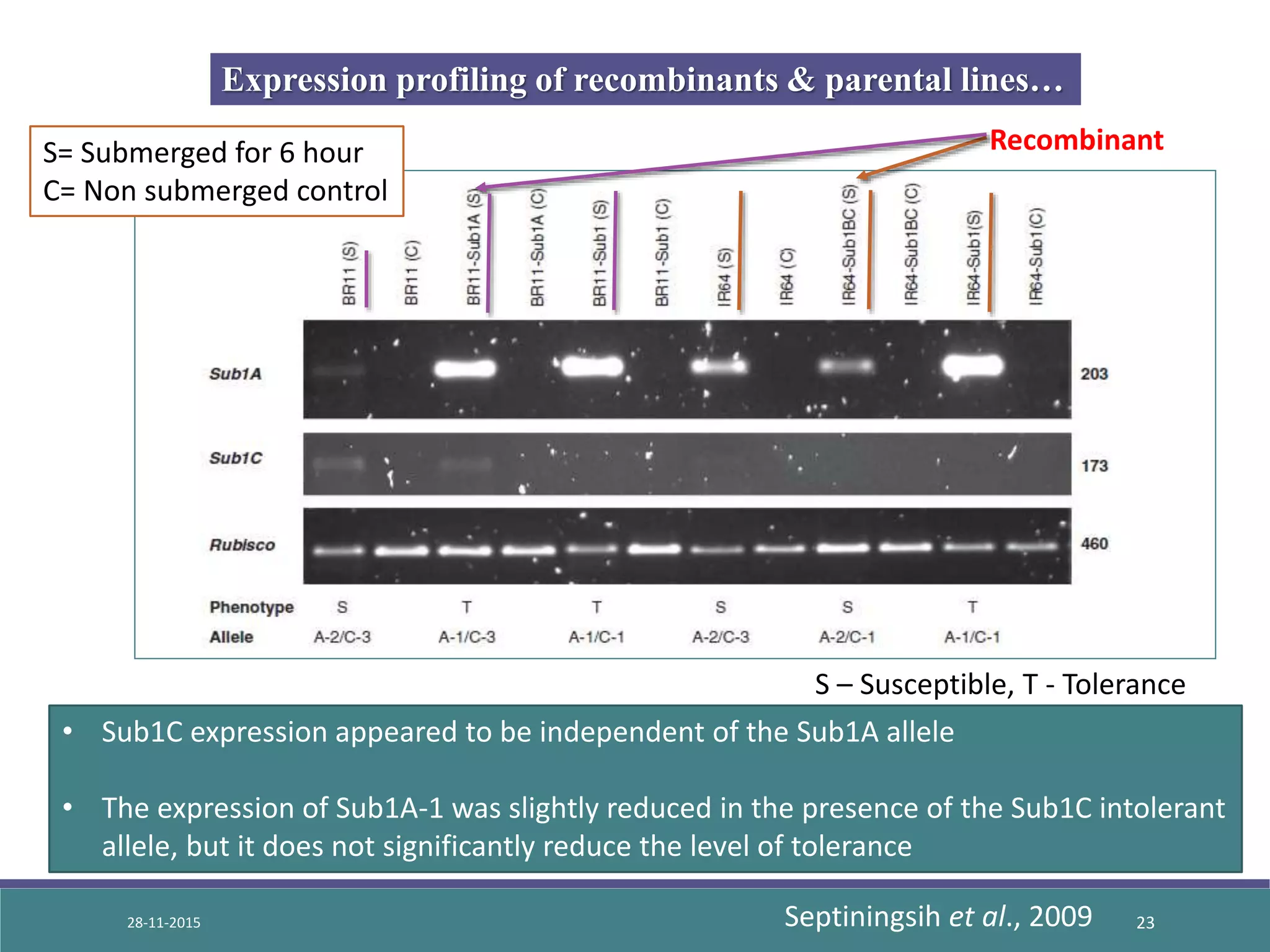 Genetics of Submergence Tolerance in Rice | PPTX | Genetics | Science