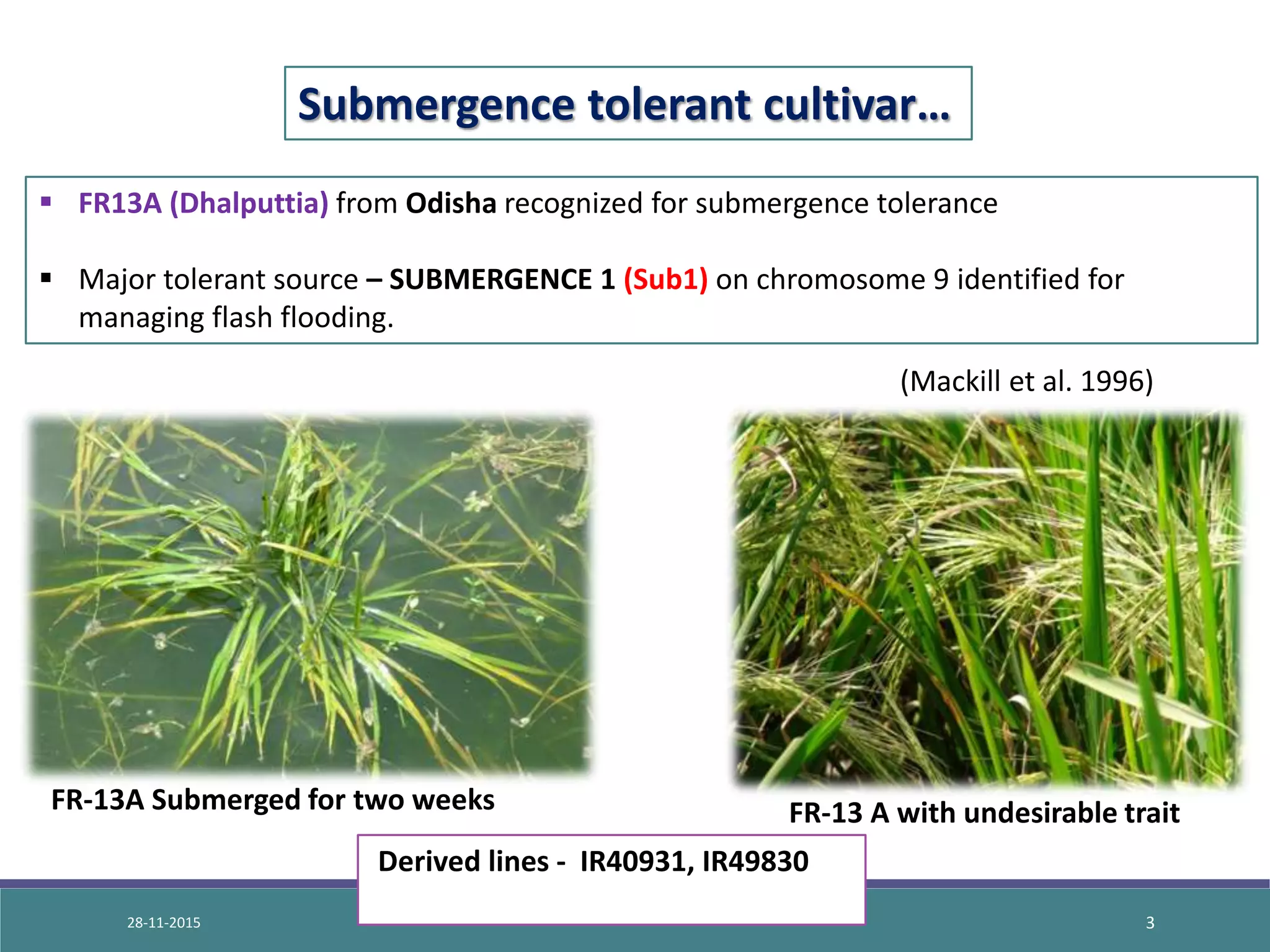 Genetics of Submergence Tolerance in Rice | PPTX | Genetics | Science