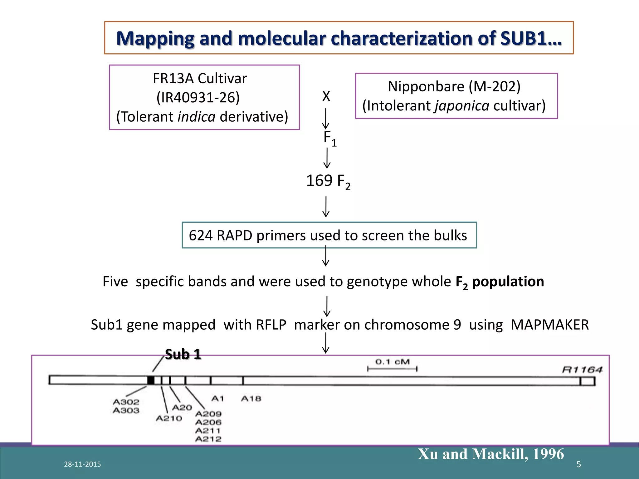 Genetics of Submergence Tolerance in Rice | PPTX | Genetics | Science