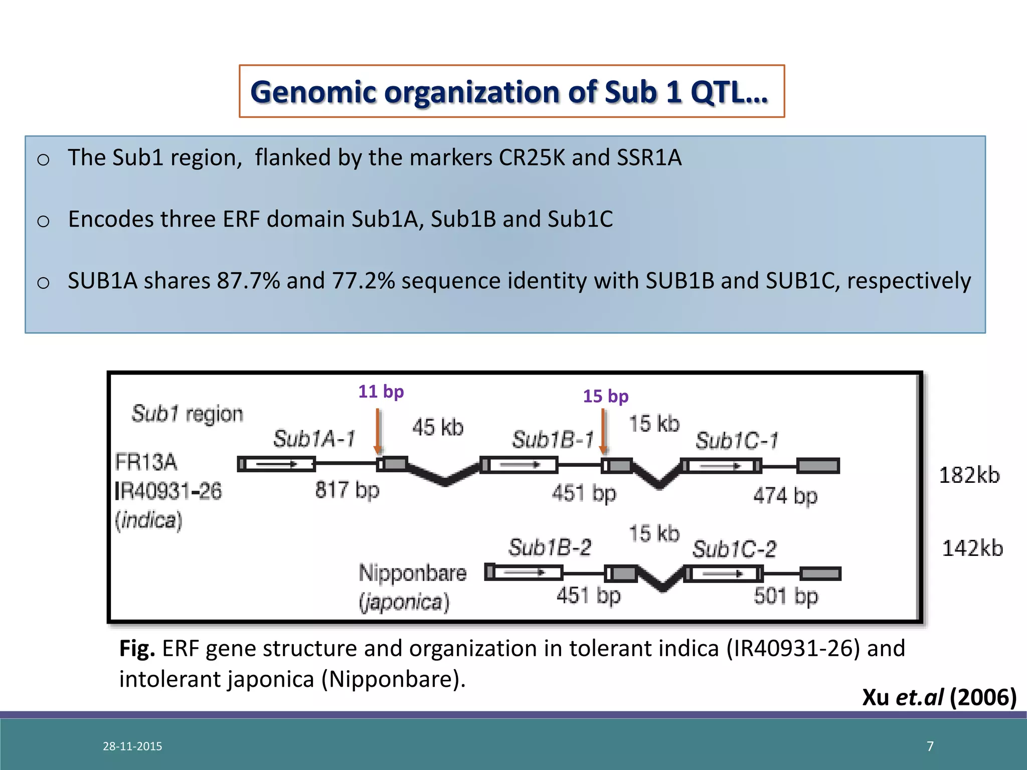 Genetics of Submergence Tolerance in Rice | PPTX | Genetics | Science