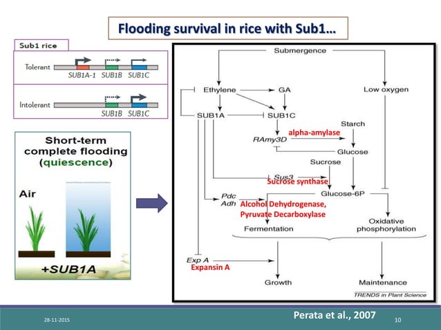 Genetics of Submergence Tolerance in Rice | PPTX | Genetics | Science