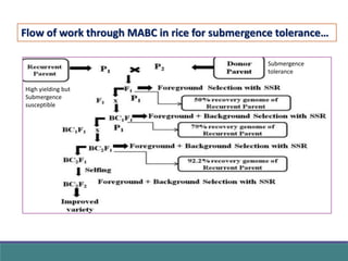 Genetics of Submergence Tolerance in Rice | PPTX