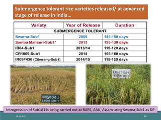 Genetics of Submergence Tolerance in Rice | PPTX | Genetics | Science