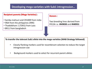 Genetics of Submergence Tolerance in Rice | PPTX | Genetics | Science