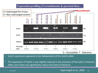 Genetics of Submergence Tolerance in Rice | PPTX | Genetics | Science