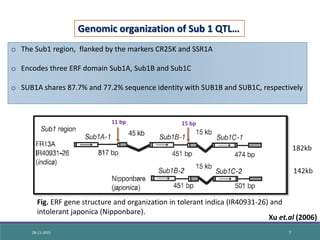 Genetics of Submergence Tolerance in Rice | PPTX | Genetics | Science
