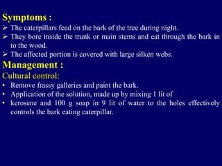 Disease and Insect Pest of Ber and their Management | PPTX