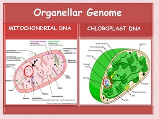 ORGANELLAR GENOME AND ORGANELLAR INHERITENCE | PPTX