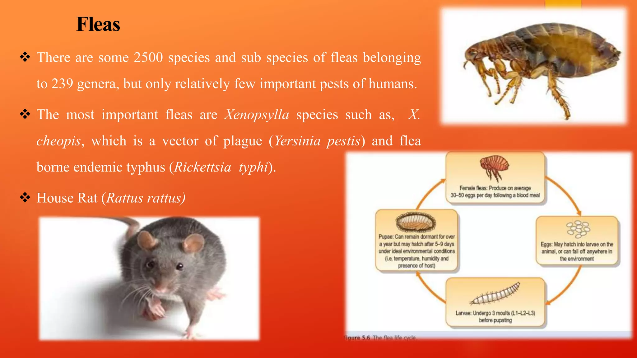 Household pests in association with human beings and their management ...