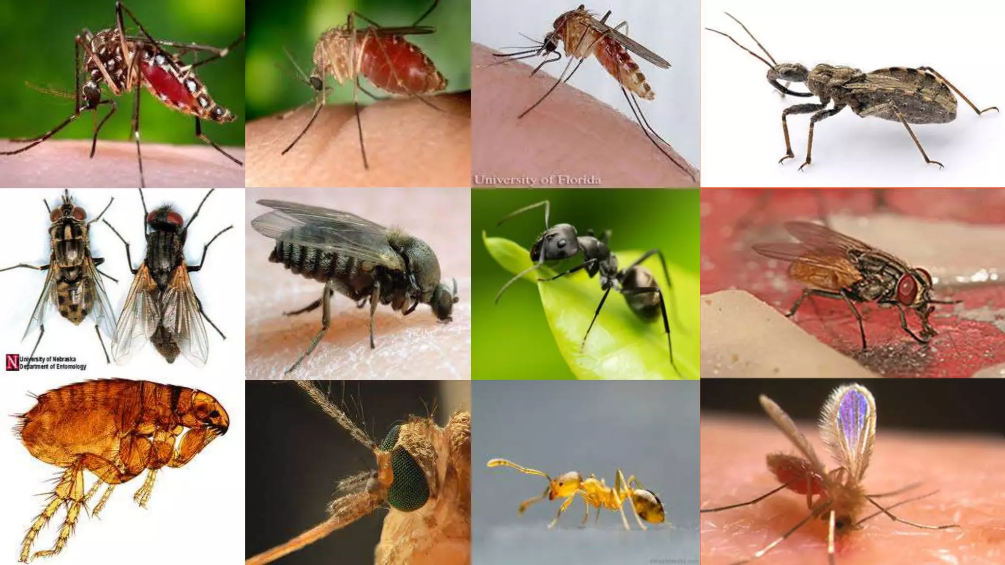 Household pests in association with human beings and their management ...