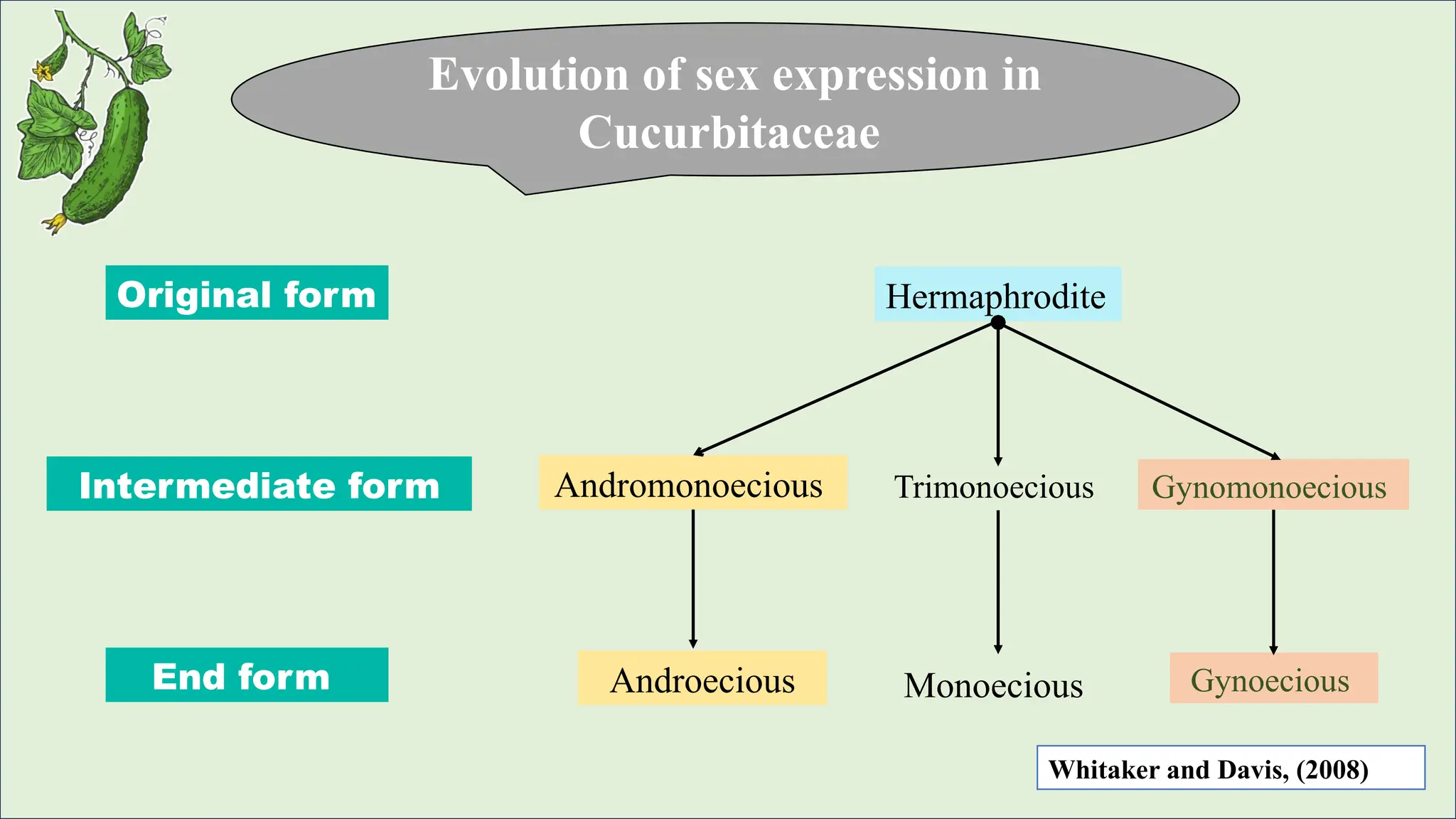 Genetic and molecular bases of cucumber sex determination. | PPTX