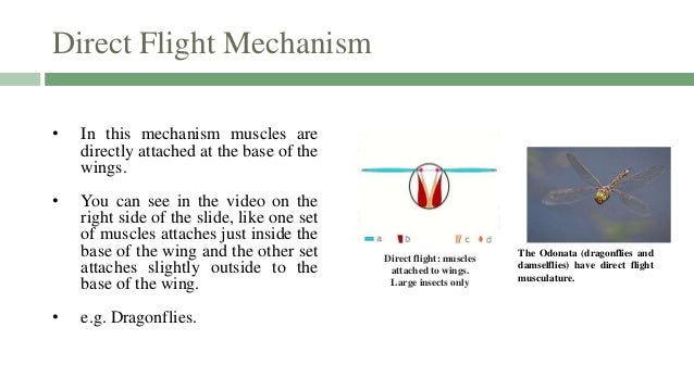 Bio-Inspiration Engineering from Insects; for Helicopters | PPTX