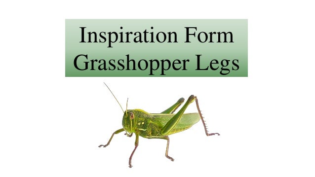 Bio-Inspiration Engineering from Insects; for Helicopters | PPTX