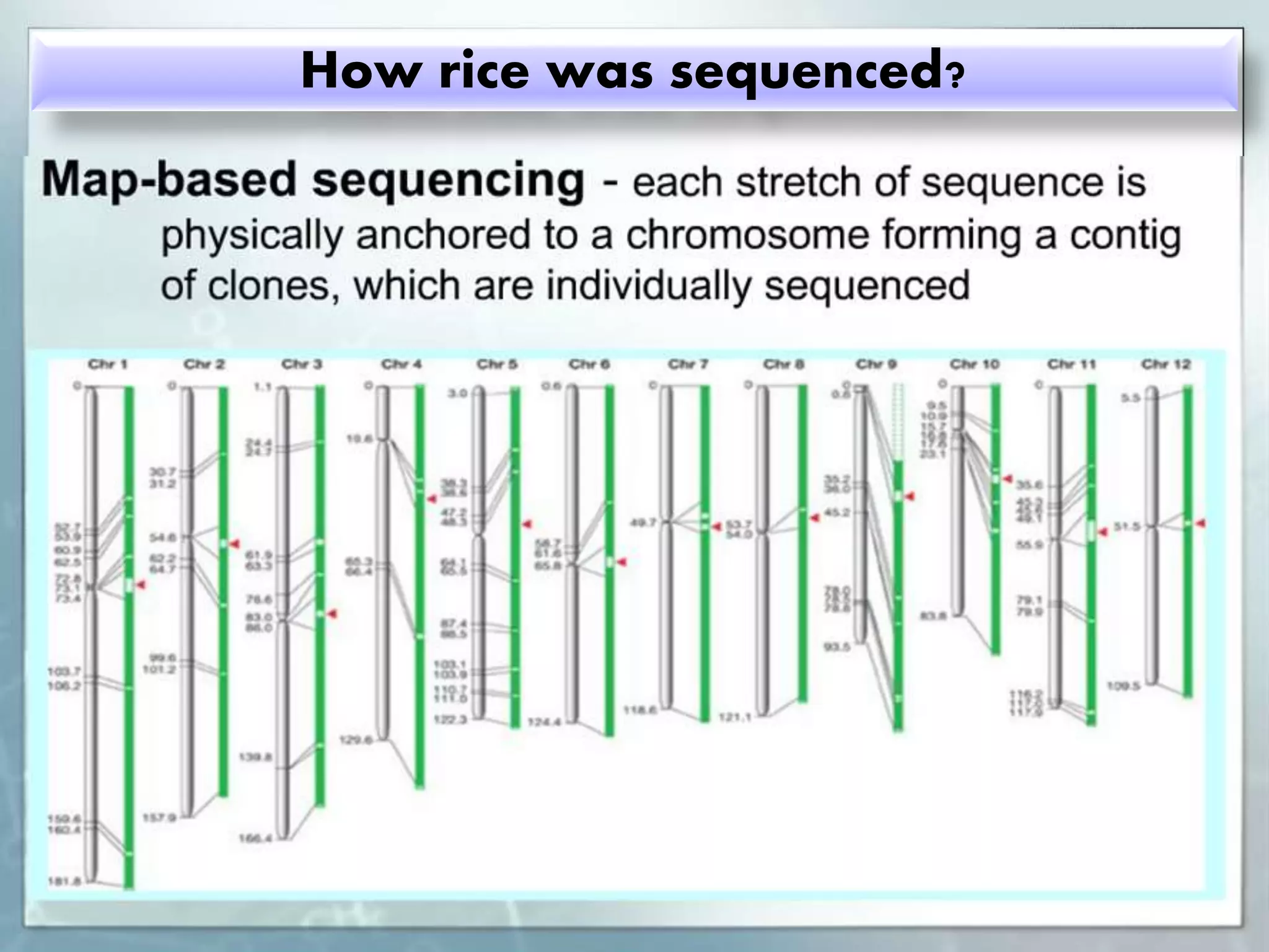 Credit seminar on rice genomics crrected | PPTX
