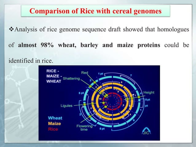 Credit seminar on rice genomics crrected | PPTX
