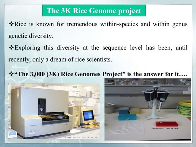 Credit seminar on rice genomics crrected | PPTX