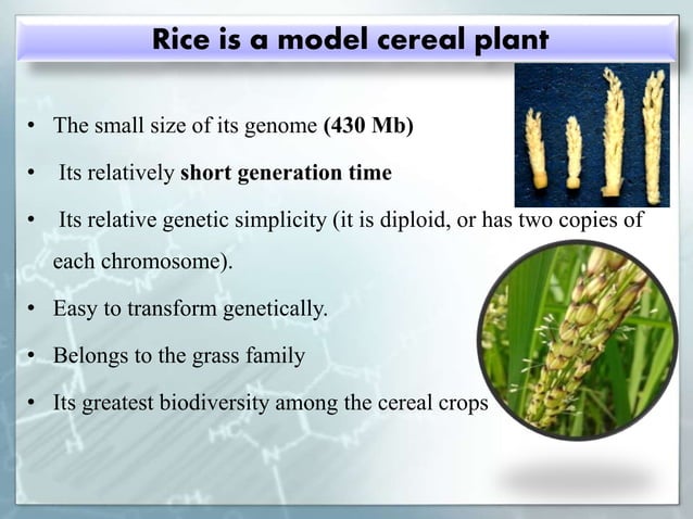 Credit seminar on rice genomics crrected | PPTX