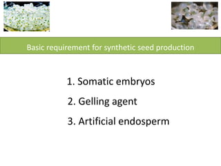 credit seminar on synthetic seed.pptx