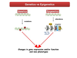 Epigenetics and it's relevance in crop improvement | PPTX