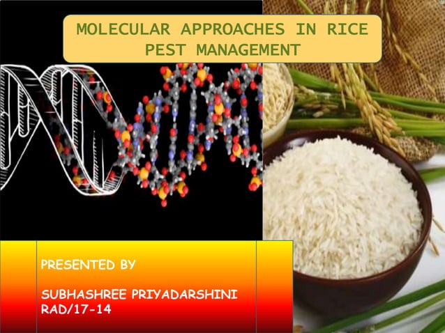 Molecular Approaches In Rice Pest Management Pptx