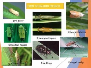 MOLECULAR APPROACHES IN RICE PEST MANAGEMENT | PPTX