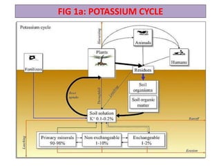 Potassium Cycle
