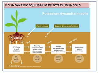 dynamics of soil potassium | PPTX