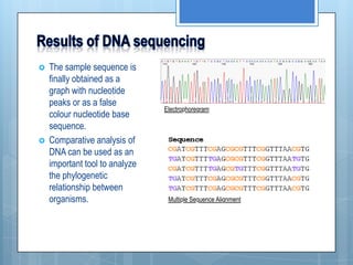 DNA Sequencing in Phylogeny | PPTX