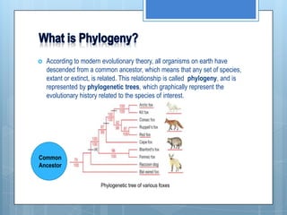DNA Sequencing in Phylogeny | PPTX