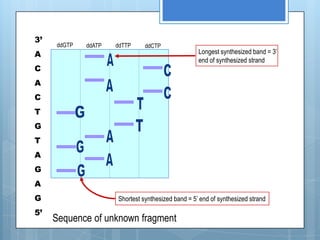 DNA Sequencing in Phylogeny | PPTX