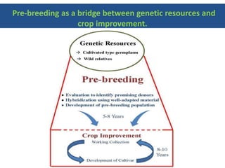 Credit seminar Pre Breeding.pptx