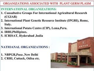 Credit seminar Pre Breeding.pptx