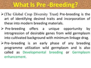 Credit seminar Pre Breeding.pptx