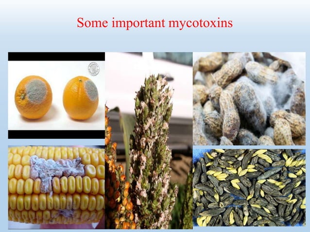 Mycotoxin contamination in food crops and its management | PPTX ...