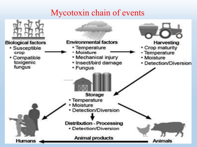 Mycotoxin contamination in food crops and its management | PPTX ...