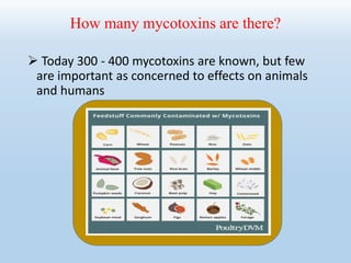 Mycotoxin contamination in food crops and its management | PPTX