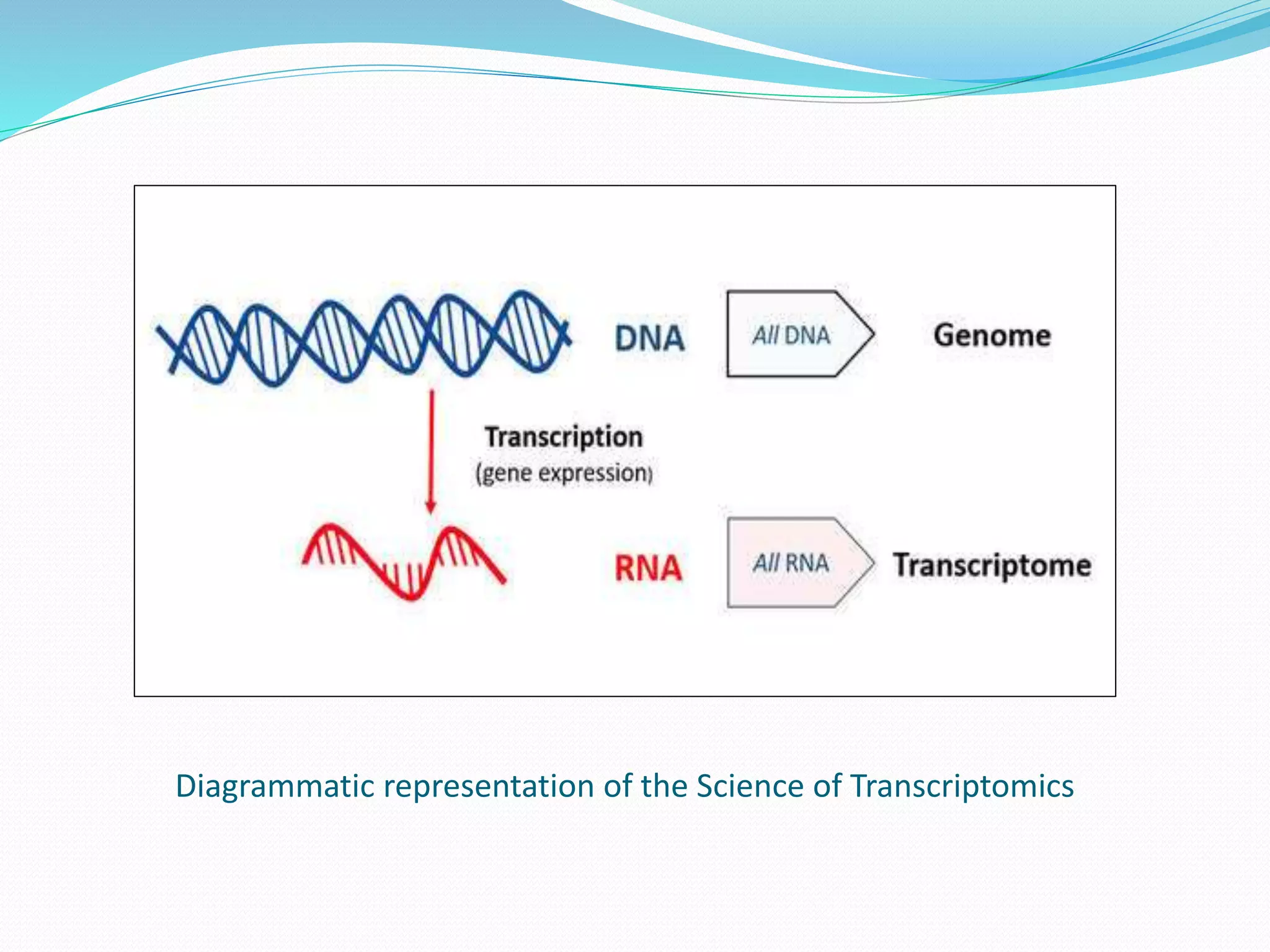 Transcriptomics: A time efficient tool for crop improvement | PPTX
